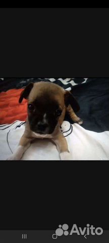 Чихуахуа и французский бульдог