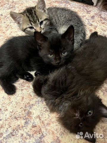 Красивые, пушистые котята