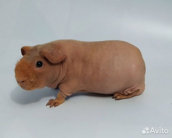 Морская свинка скинни