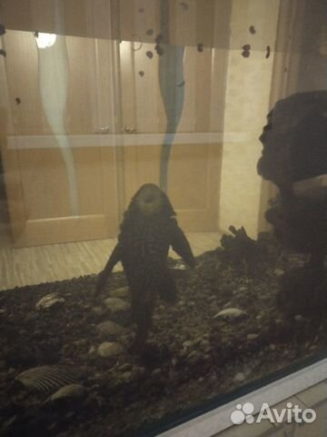 Продам сома 20-22 см