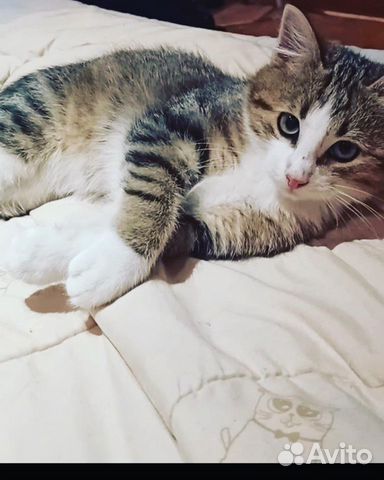 Котенок Клемент