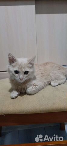 Котенок в добрые руки