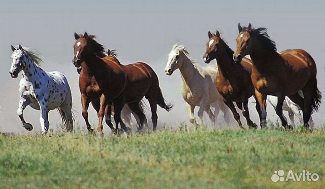 Продам жеребят