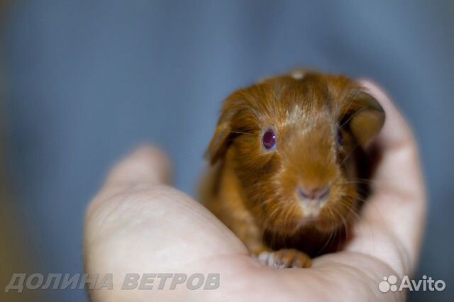 Золотой мальчик морская свинка