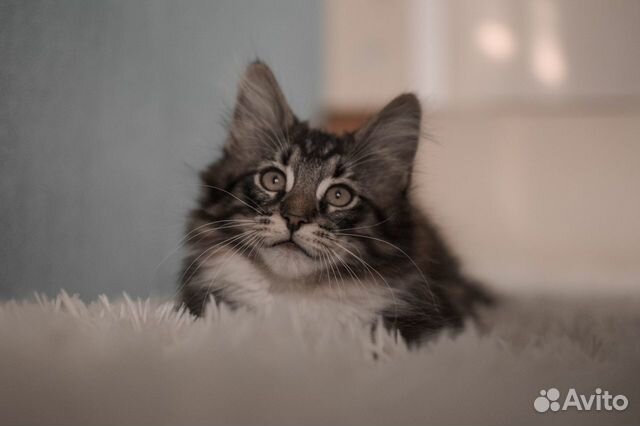 Котёнок из питомника