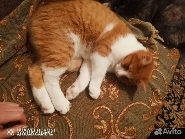 Кошка в дар