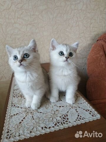 Британские котята