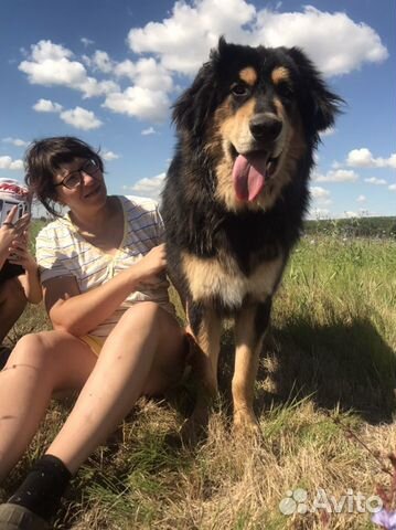 Монгольская овчарка (банхар) ищет невесту для встр