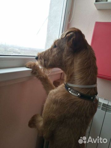 Вязка Ирландский терьер