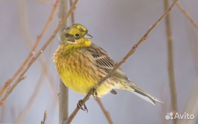 Золотистый воробей