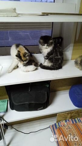 Трёхцветные котята бесплатно