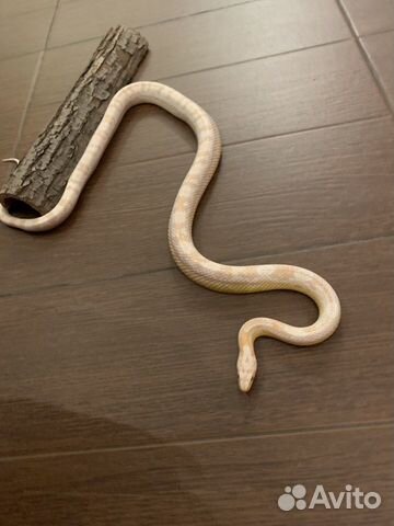 Маисовый полоз морфа show