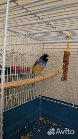 Аммадина Гульда