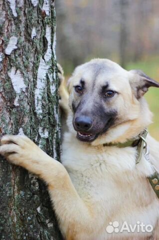 Спасите собачку из приюта