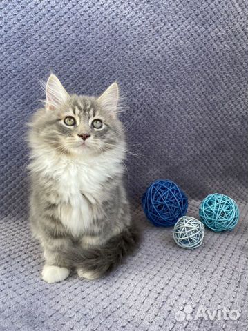 Сибирский котенок в разведение
