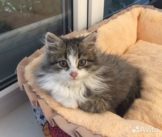 Манчкин Марти 2 месяцев ищет хозяина