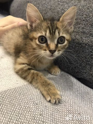 Котенок в добрые руки