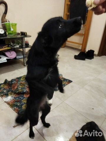 Собаки бесплатно маленькие