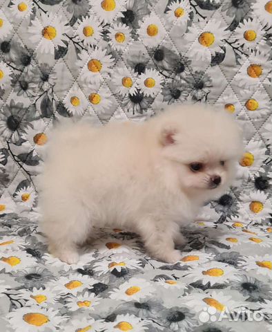 Померанский шпиц маленькие медвежата