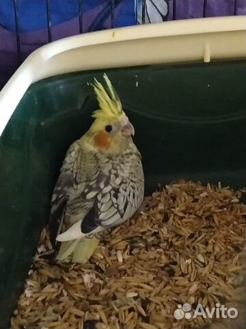 Попугай Карелла, птенцы