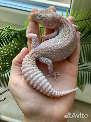 Эублефар Super Nova самка