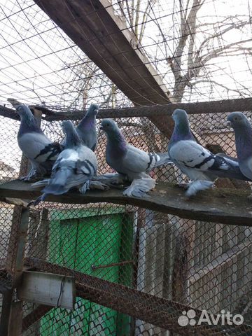 Голубь Ташкены