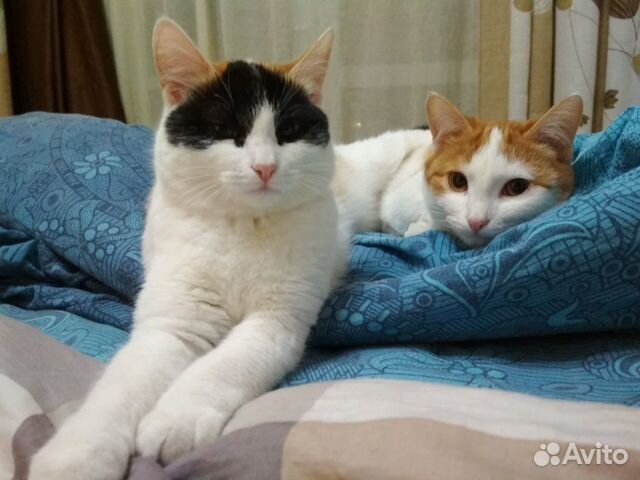 Котята лапули