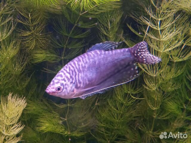 Гурами мраморный