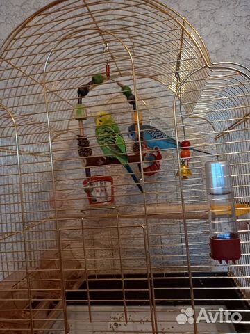Волнистый попугай с клеткой