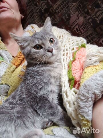Кошка в дар