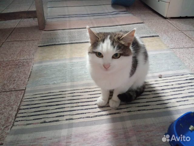 Кошечка ищет дом. Отдам кошку бесплатно