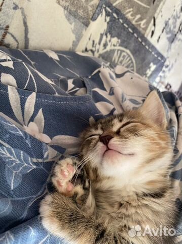 Котенок