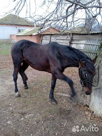 Кабардинский жеребец