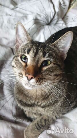 Котик годовалый