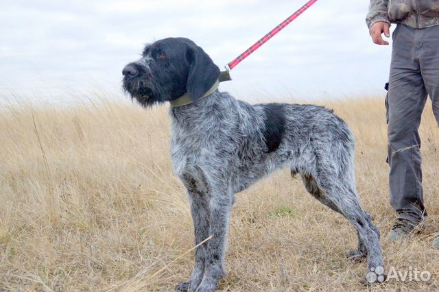 Продается рабочий кобель дратхаара