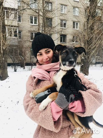 Щенки бесплатно