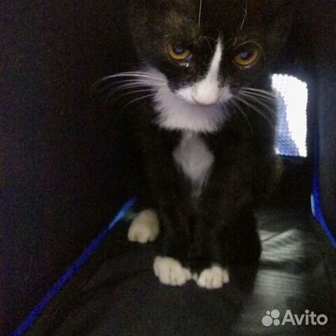 Котенок Кузя 7 месяцев (кот)