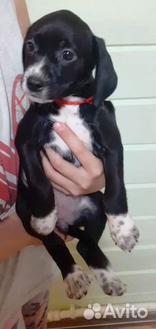 Щенок спаниеля ищет дом