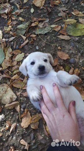 Щенки русского спаниеля