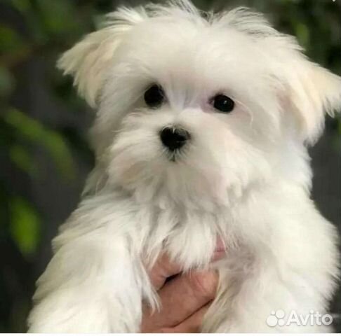 Мальтипу ф1 девочка