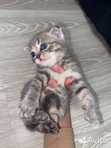 Шотландские вислоухие котята