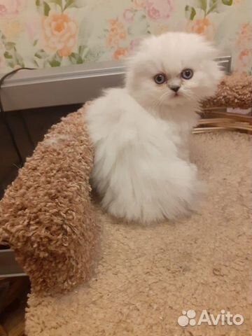 Кошки шотландцы вислоухие