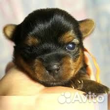 Щенки Йорка стандарт