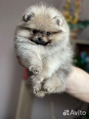 Посеранский шпиц.Девочка