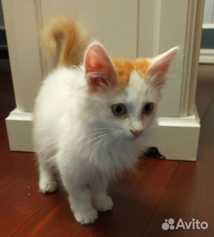 Котенок в добрые руки бесплатно