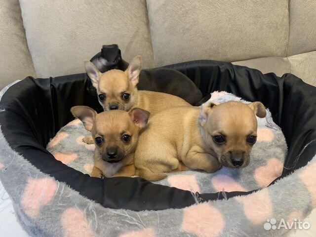 Щенки чихуахуа