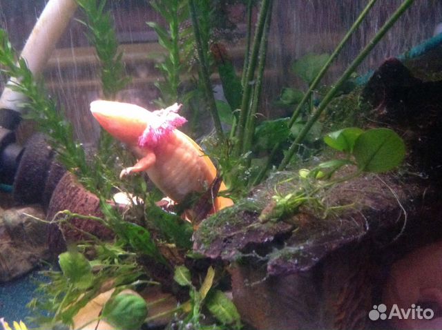 Молодые аксолотли