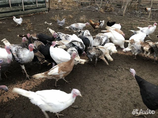 Индюки домашние