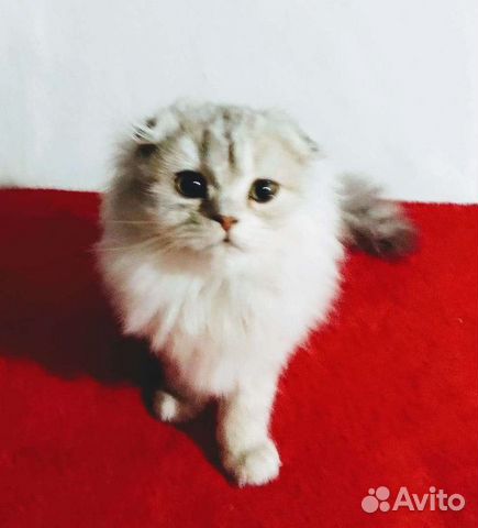 Шотландская вислоухая девочка