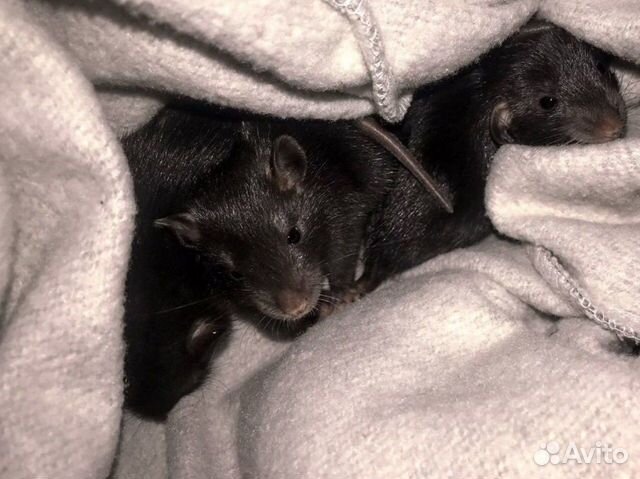 Крысята дамбо